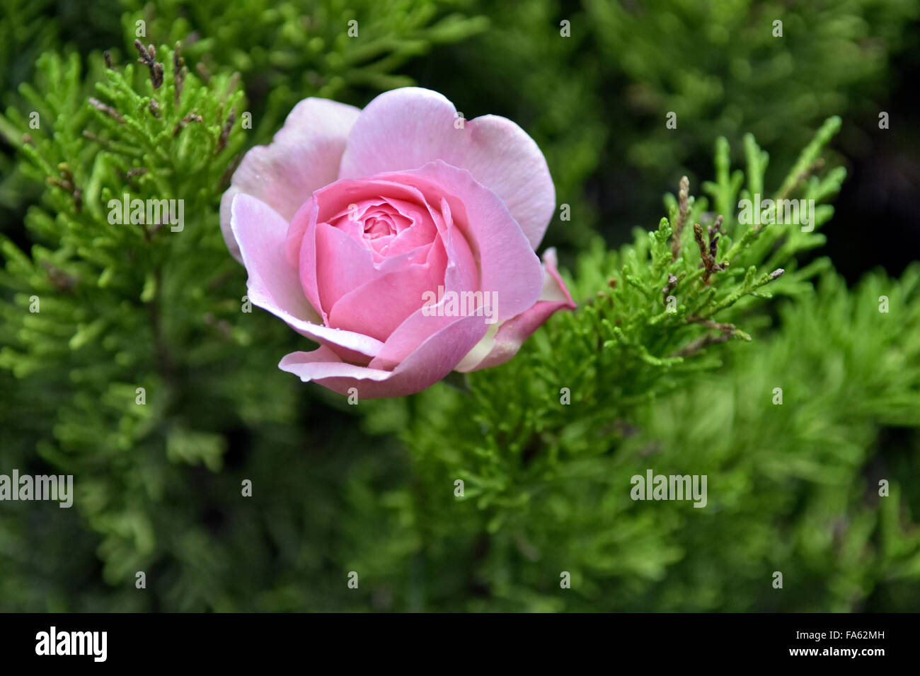 Alamy rose hi-res stock photography and images - Alamy