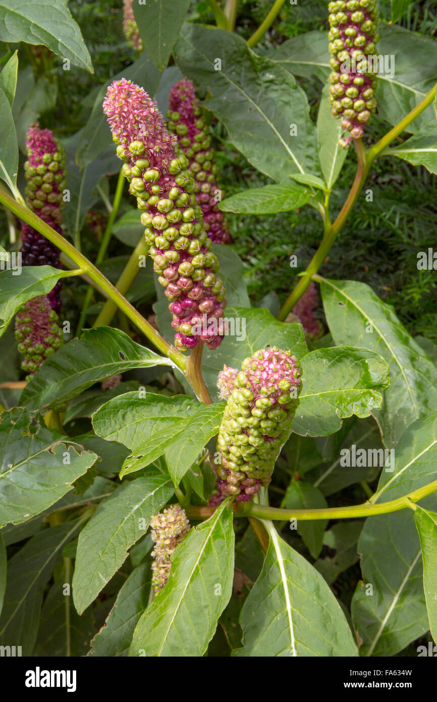 American Pokeweed Plant in border Stock Photo - Alamy