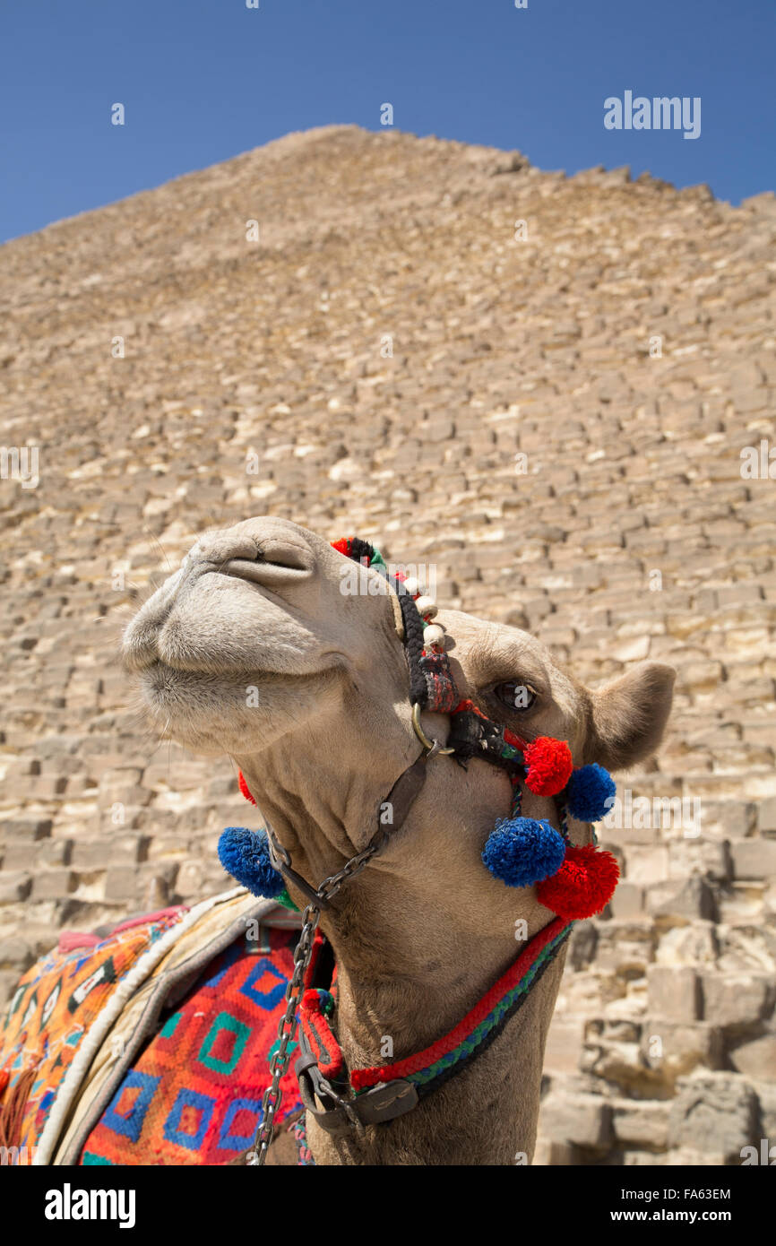 Camel, Great Pyramid of Cheops (background), The Giza Pyramids, UNESCO ...