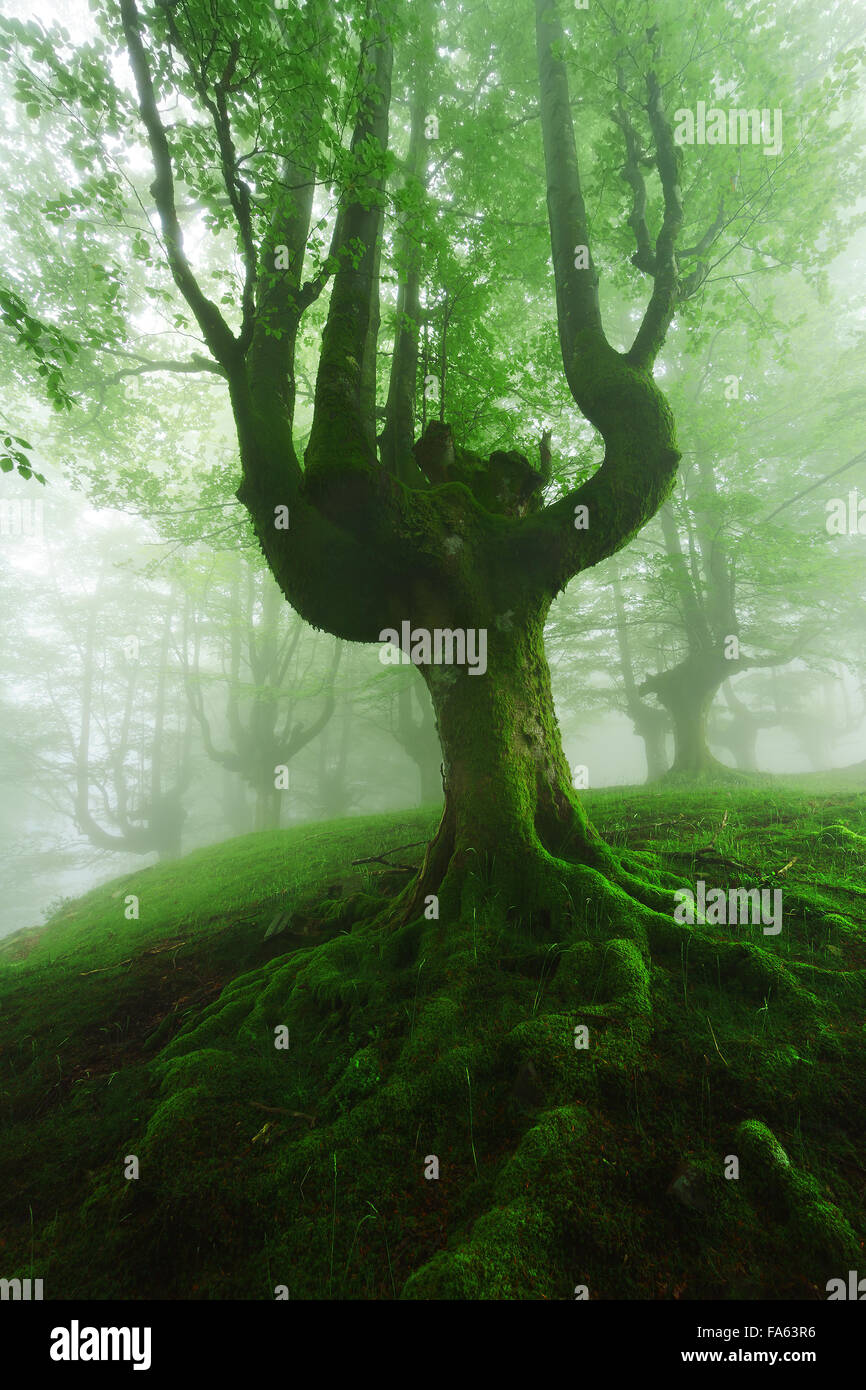 foggy forest in the spring Stock Photo - Alamy