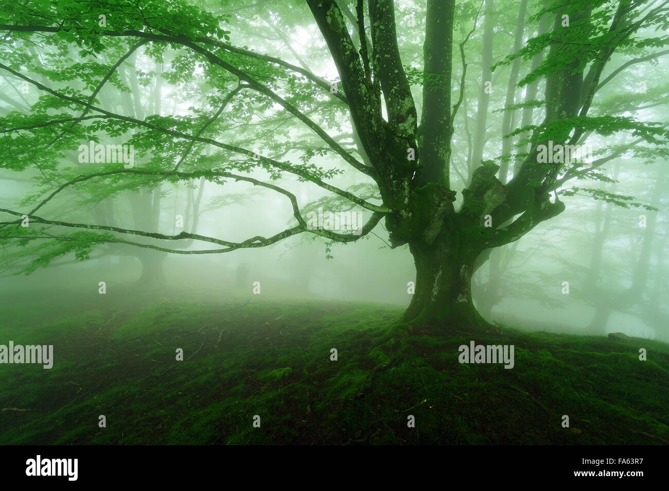 foggy forest in the spring Stock Photo - Alamy