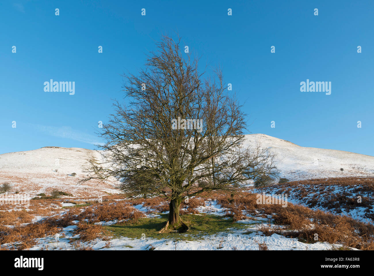 Thorn Tree in Snowy Black Mountains Stock Photo - Alamy