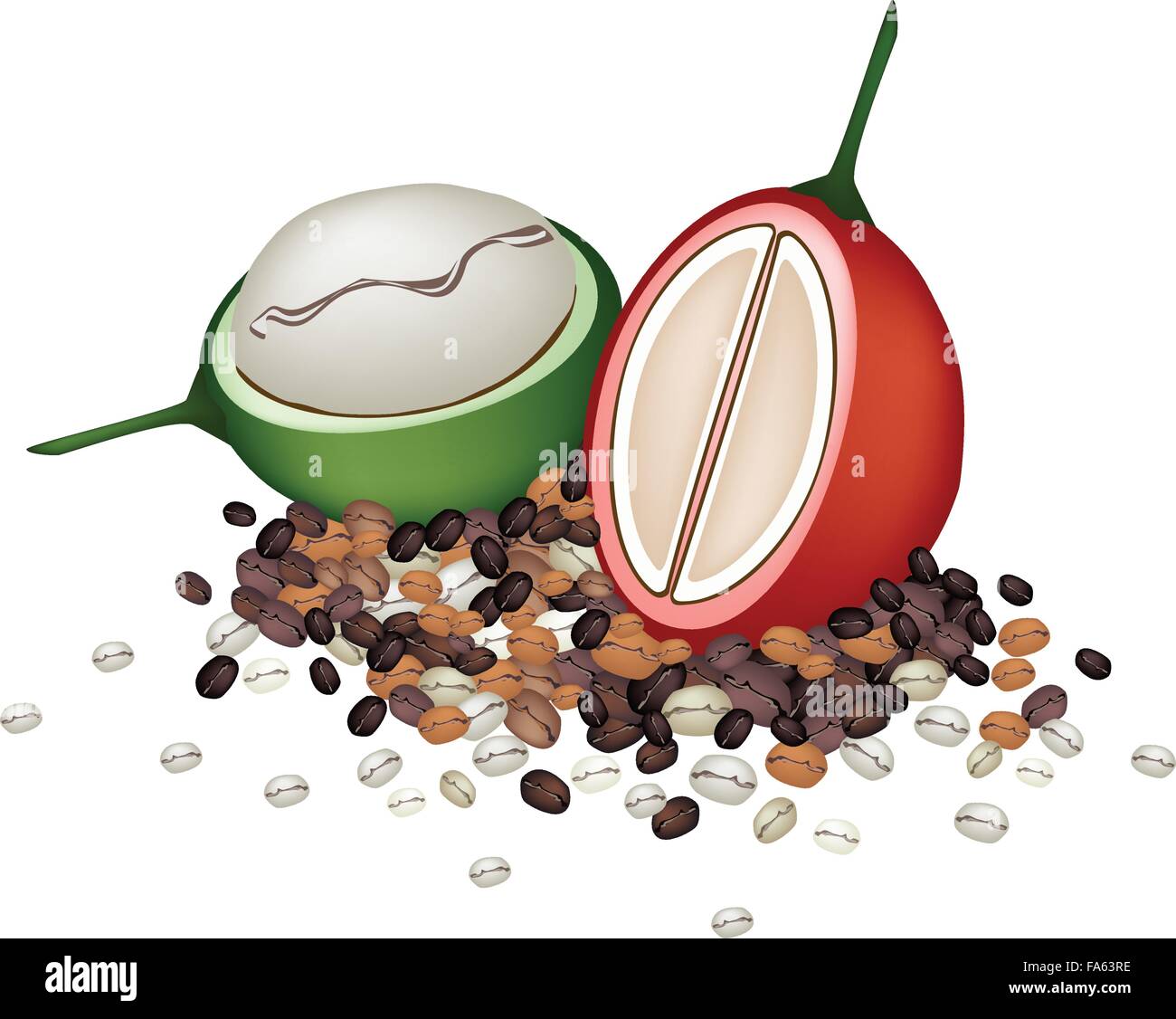 Ripe unripe green red Stock Vector Images - Alamy