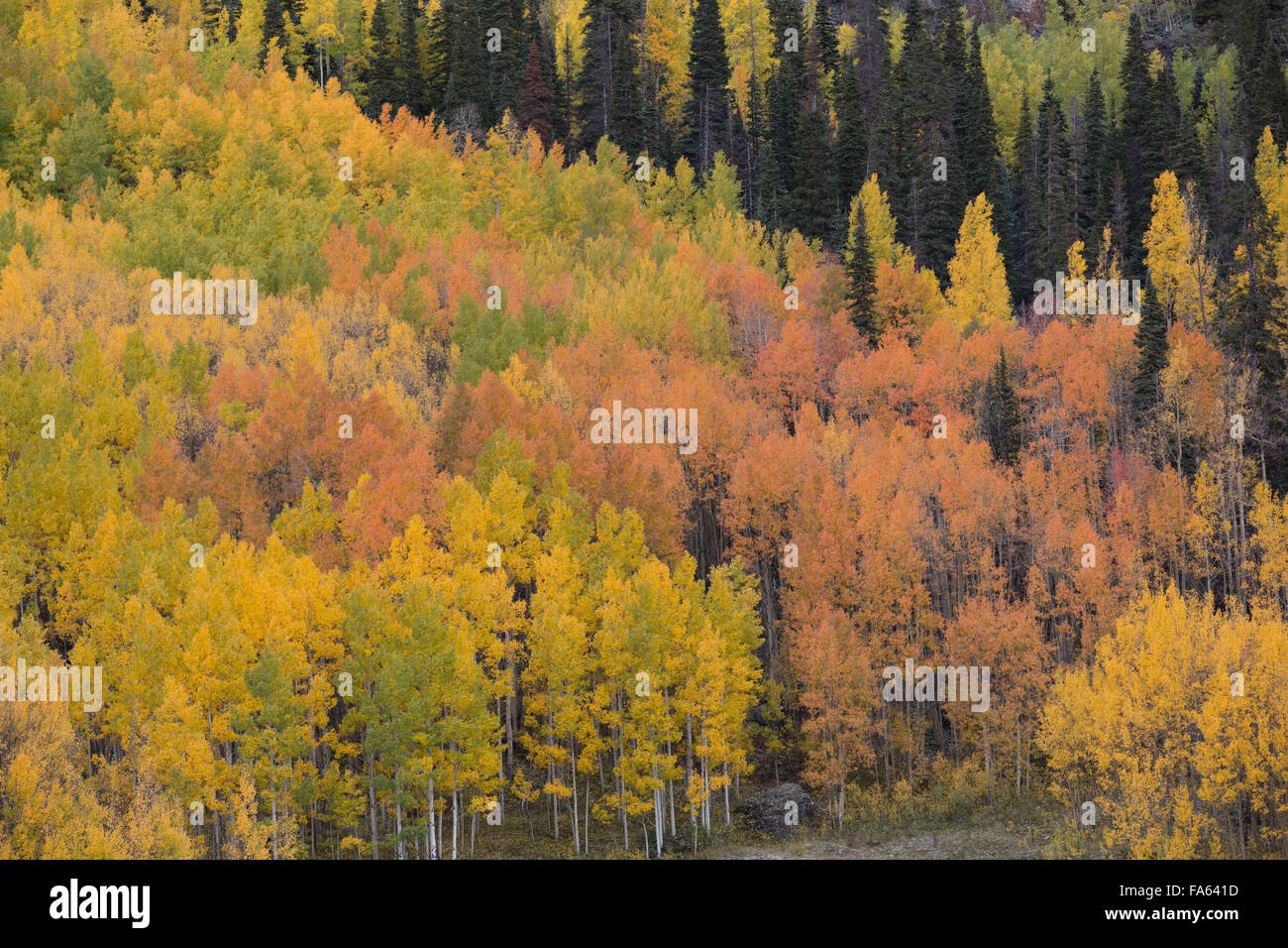 Person with fall colors hi-res stock photography and images - Alamy
