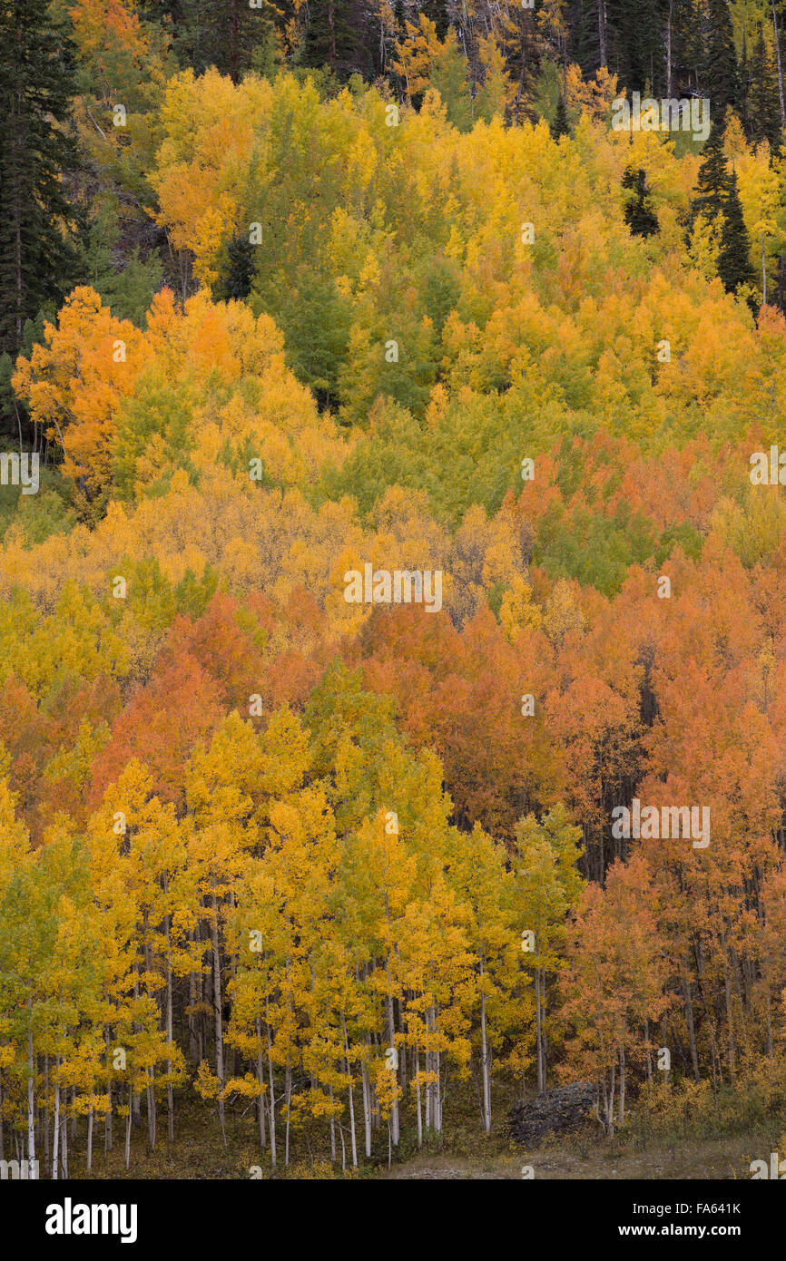Person with fall colors hi-res stock photography and images - Alamy