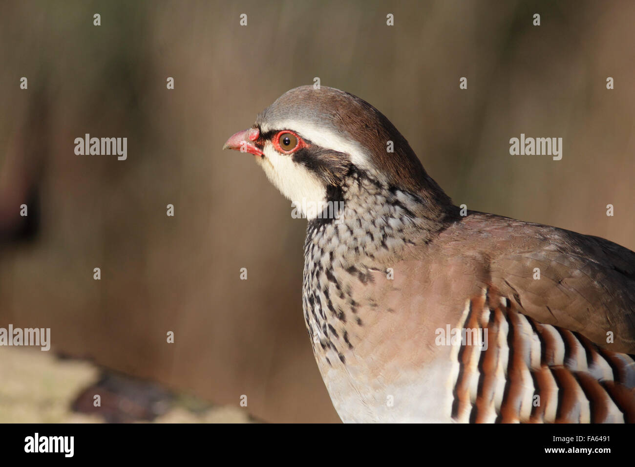 Adult red legged partridge hi-res stock photography and images - Alamy