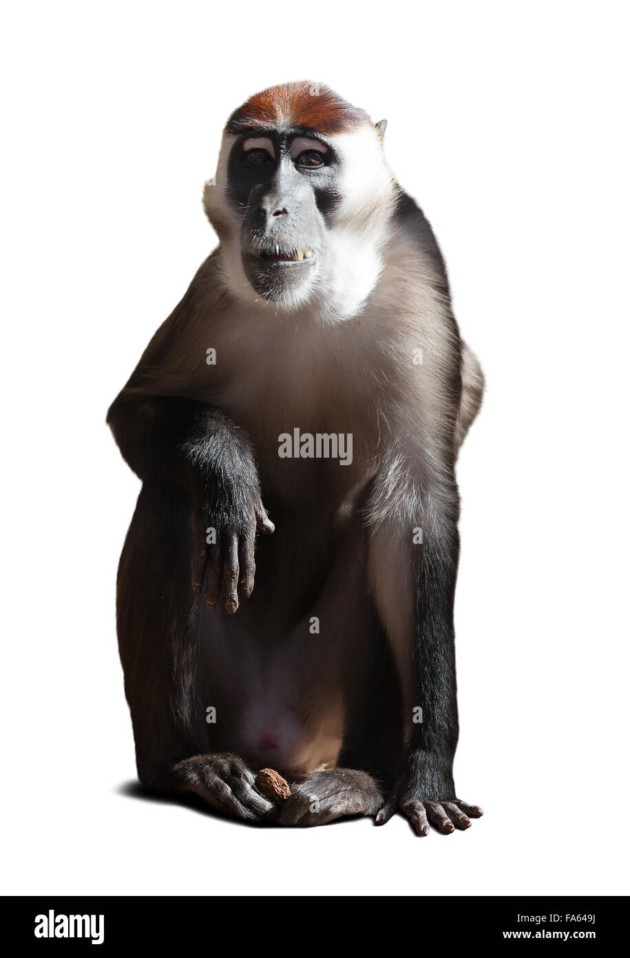 Collared mangabey (Cercocebus torquatus). Isolated on white background ...