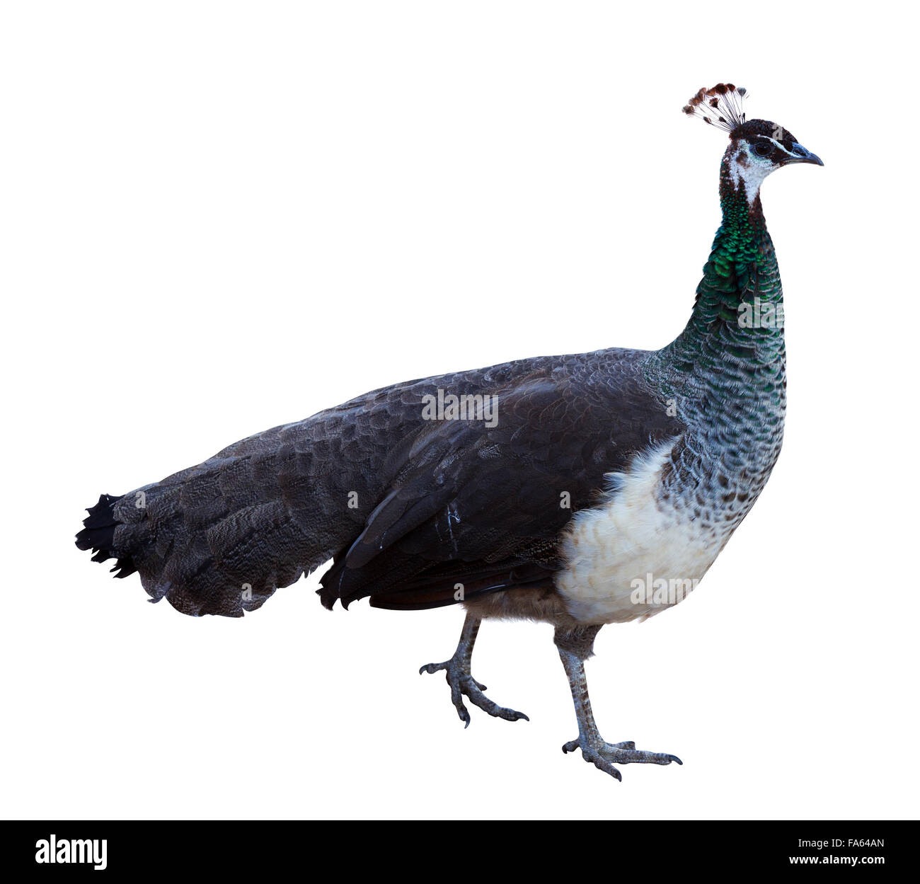 Female peahen Cut Out Stock Images & Pictures - Alamy
