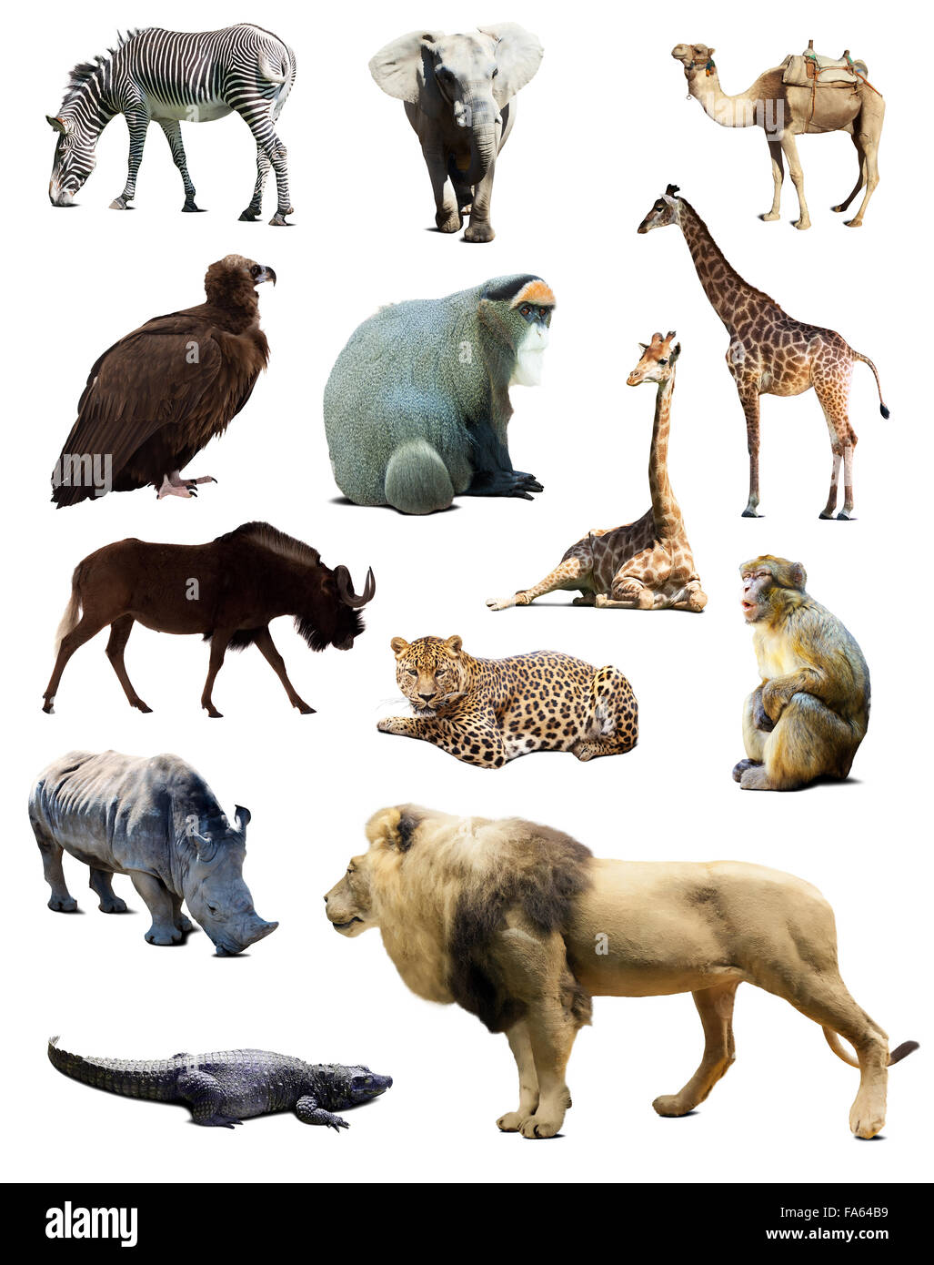 Set of african animals. Isolated over white background Stock Photo - Alamy