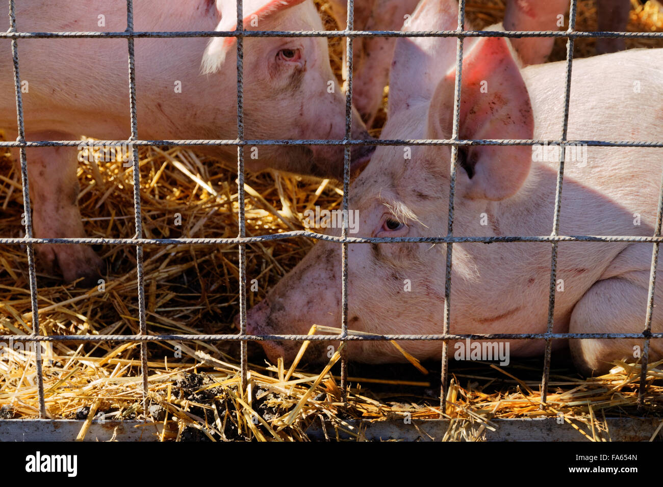 sad look of two pig in cage laying on straw at a country fair Stock ...