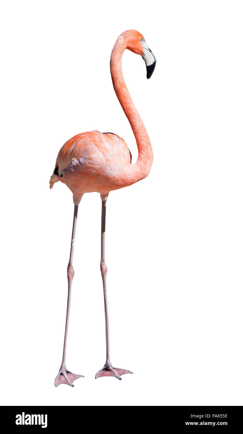Flamingo. Isolated over white background Stock Photo - Alamy