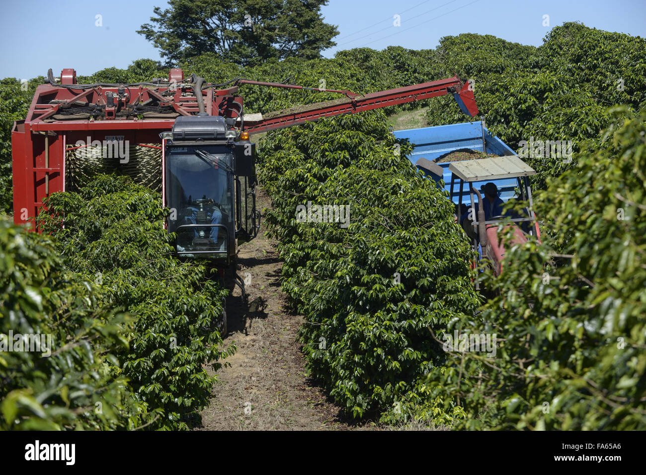 Mechanical harvesting of coffee in the countryside Stock Photo - Alamy