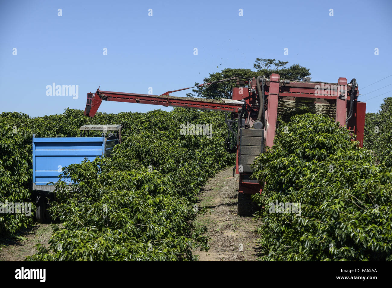 Mechanical harvesting of coffee in the countryside Stock Photo - Alamy