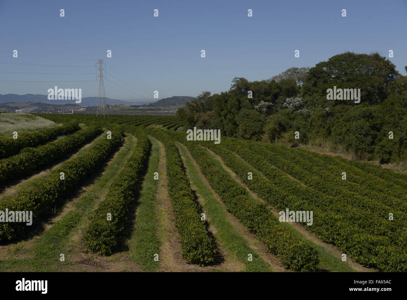 Coffee plantation in farm in the countryside Stock Photo - Alamy