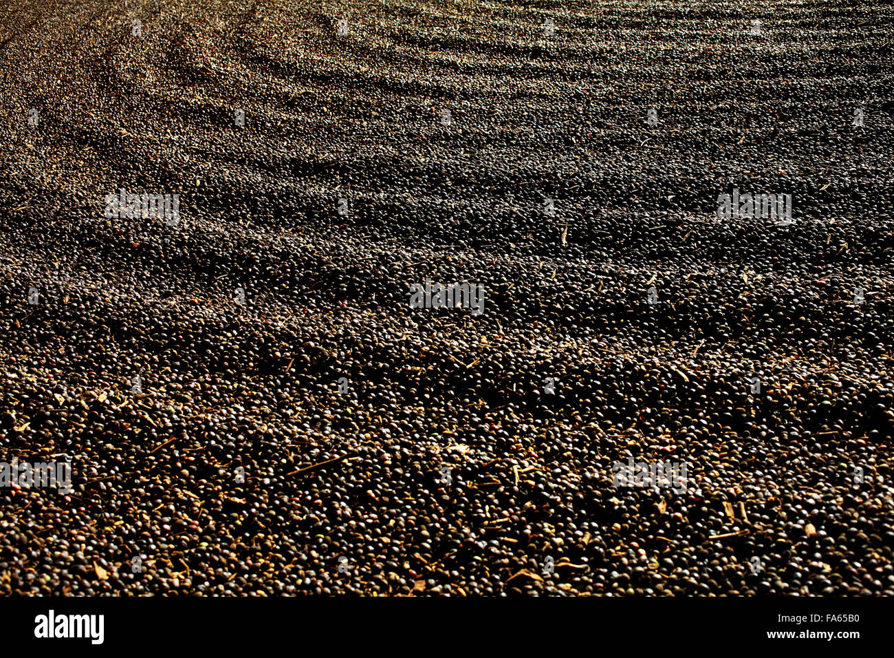 Coffee sun drying hi-res stock photography and images - Alamy