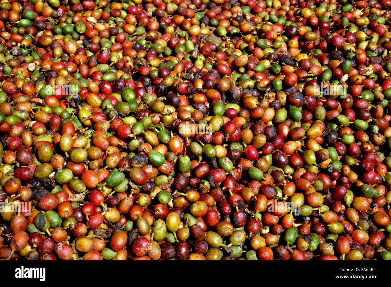 Grains of coffee on the patio for sun drying in rural Tres Tips Stock ...