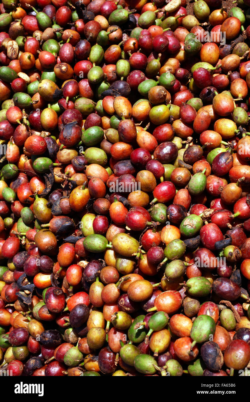 Grains of coffee on the patio for sun drying in rural Tres Tips Stock ...