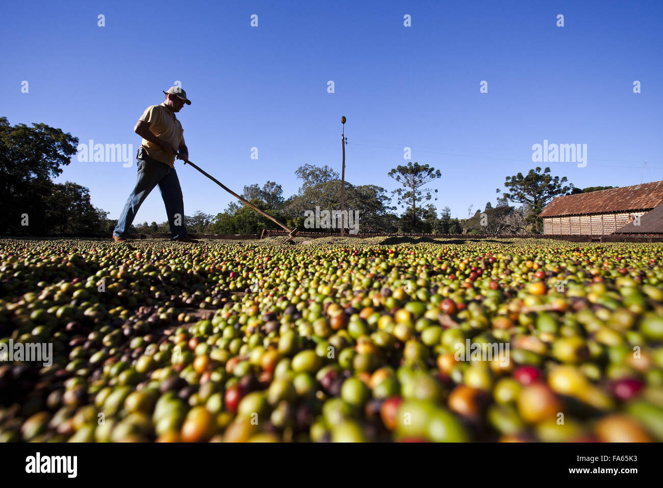 Agricultural laborer hi-res stock photography and images - Alamy