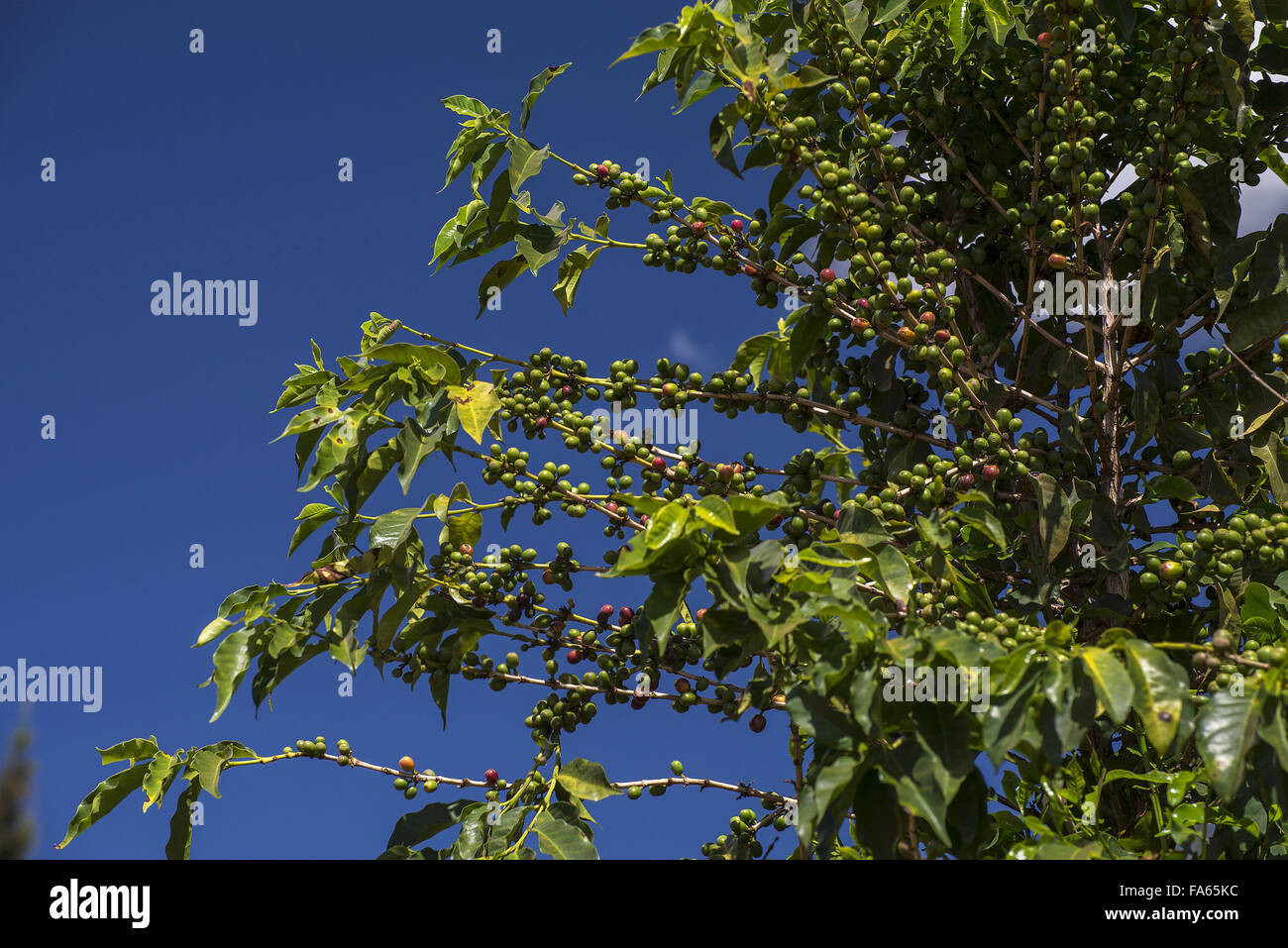 Detail of branches cafe in the countryside region of cerrado Stock ...