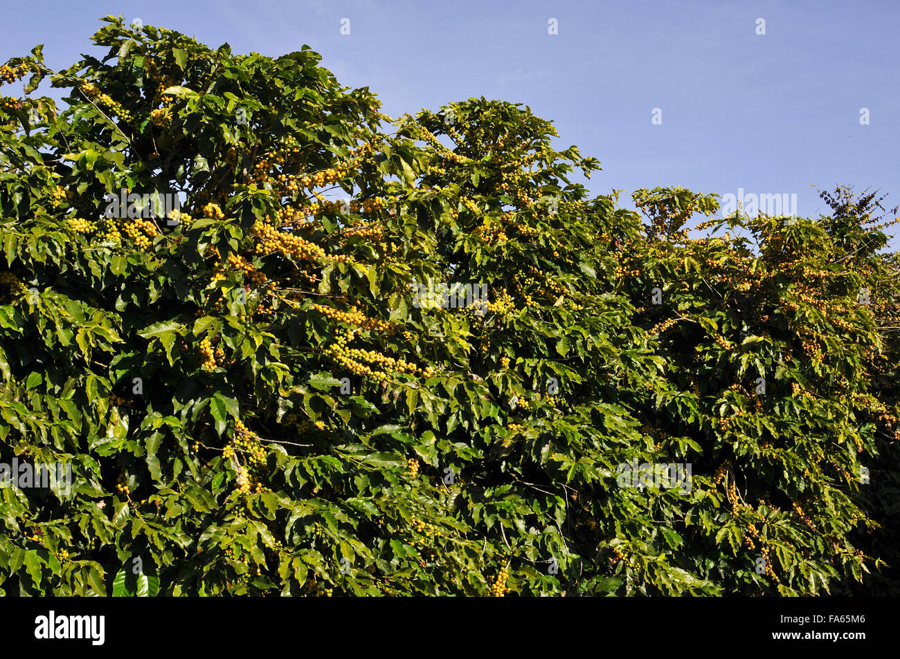 Coffee plantation variety Catucaí Stock Photo - Alamy