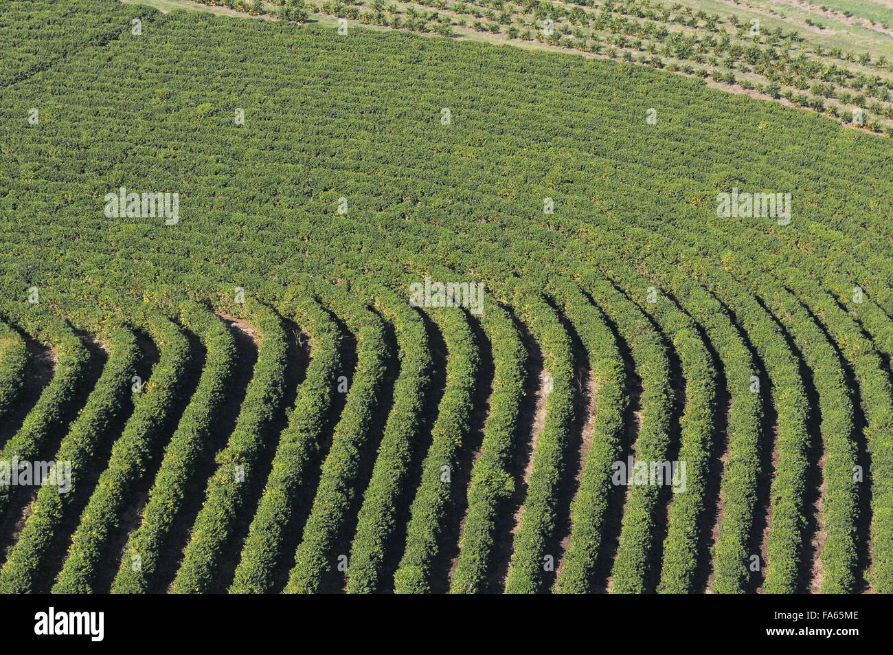 Aerial view of coffee plantation in the countryside Stock Photo - Alamy