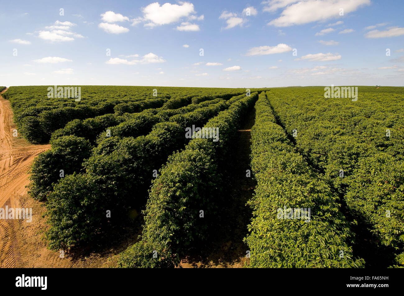 Coffee Plantation - Mundo Novo variety Stock Photo - Alamy