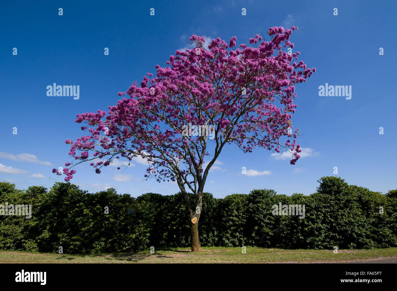 Ipe tabebuia sp hi-res stock photography and images - Alamy