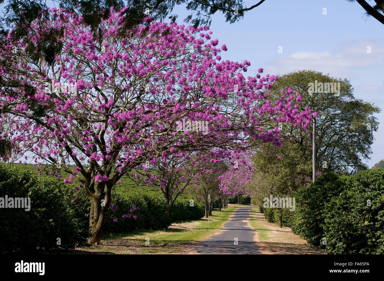 Arvore Tabebuia Pantanal Tabebuia Pink Trumpet Tree Poconé, Tree,