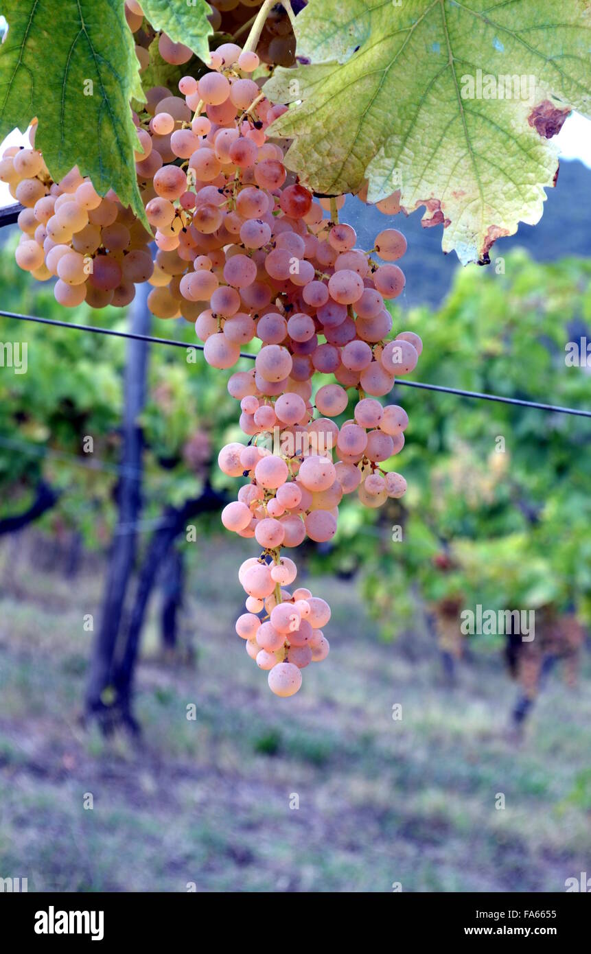 White grape image hi-res stock photography and images - Alamy