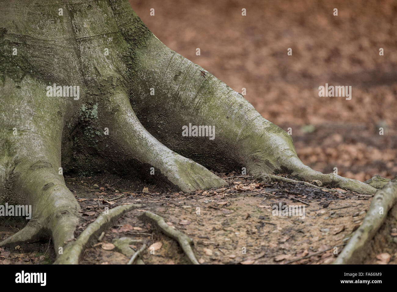 Beech root hi-res stock photography and images - Alamy