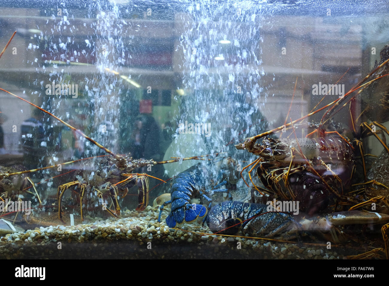 Seafood Tank Stock Photos & Seafood Tank Stock Images - Alamy