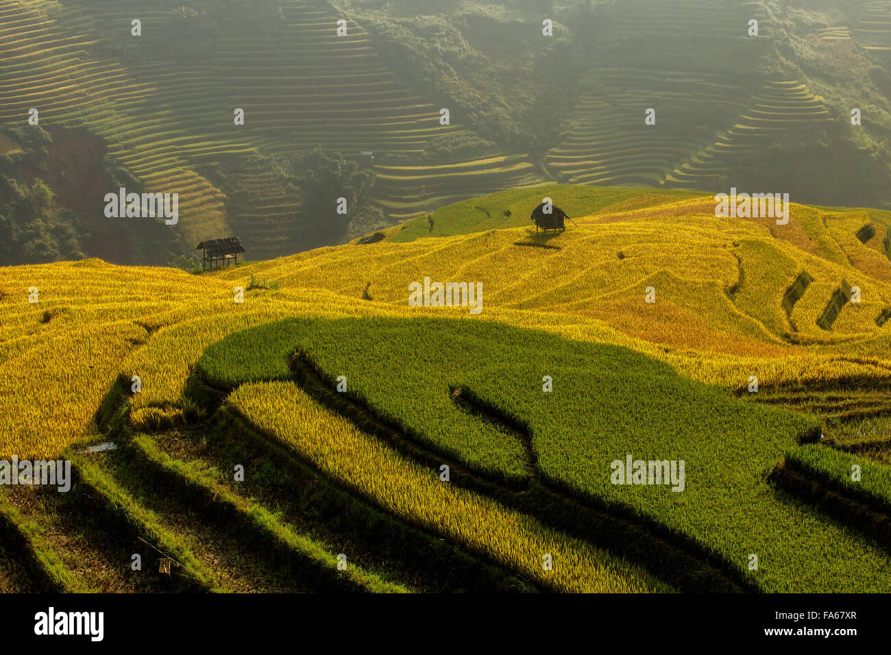 Terraced rice fields, Vietnam Stock Photo - Alamy