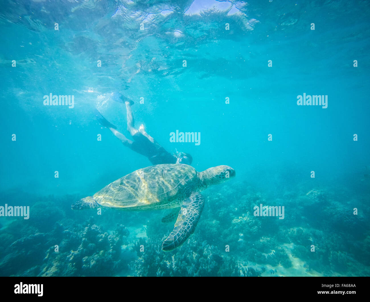 Green turtle and teenage girl swimming underwater, Exmouth, Australia ...
