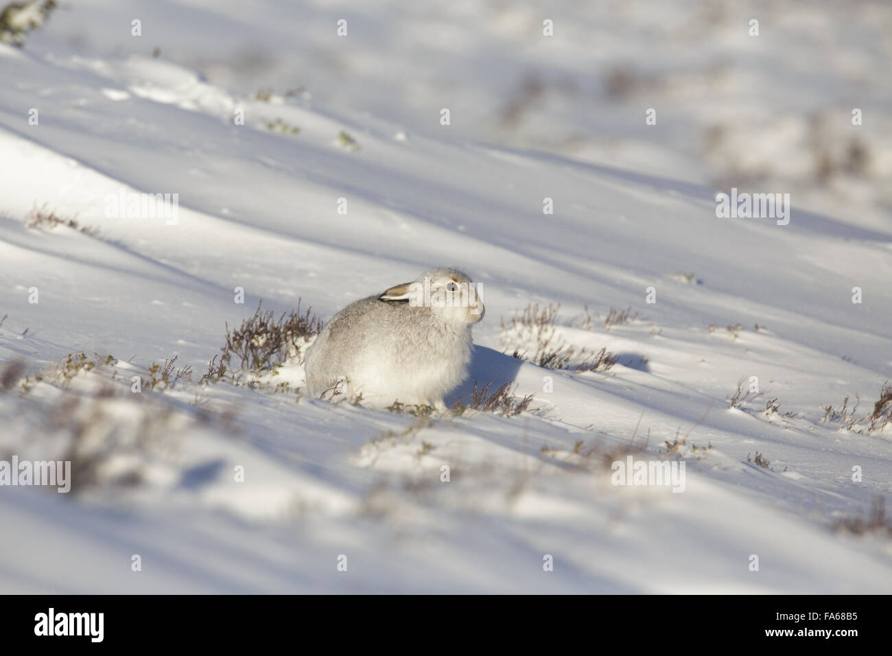 Arctic hare snow hi-res stock photography and images - Alamy