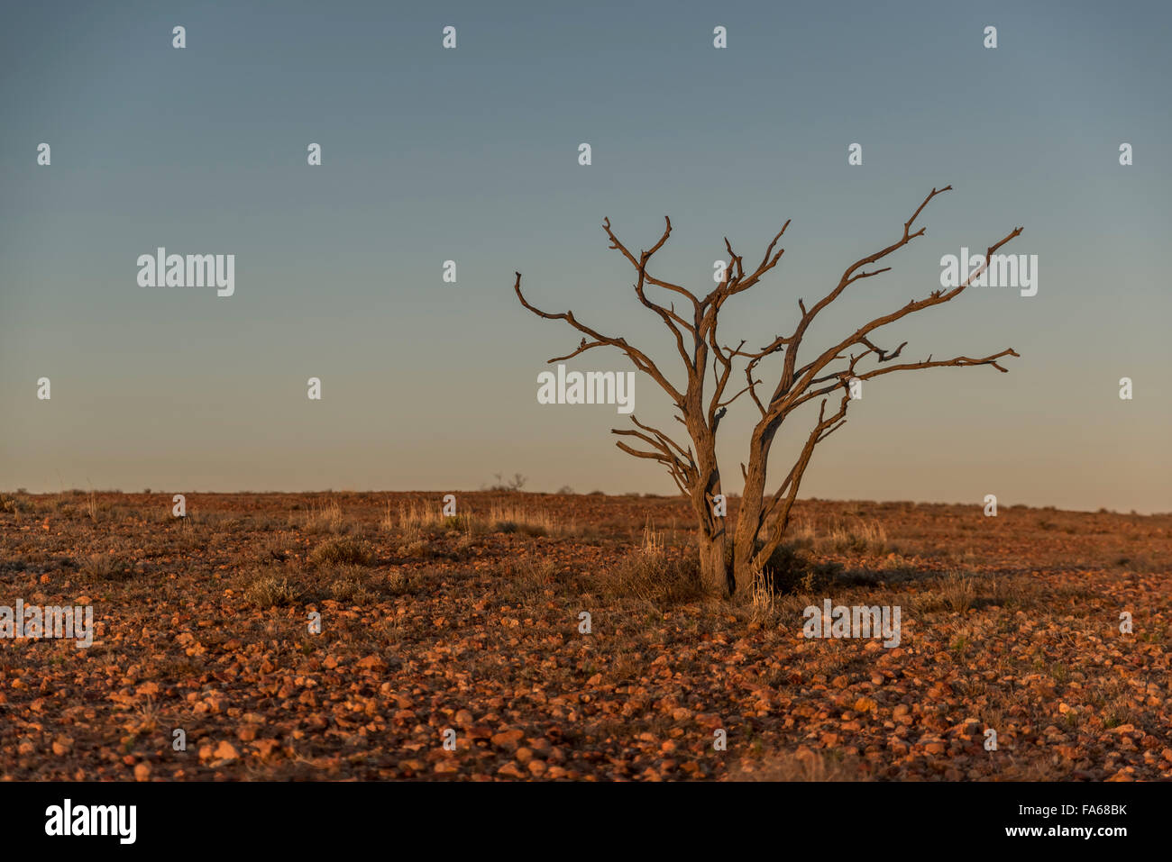 Tree in the Australian Outback Stock Photo - Alamy