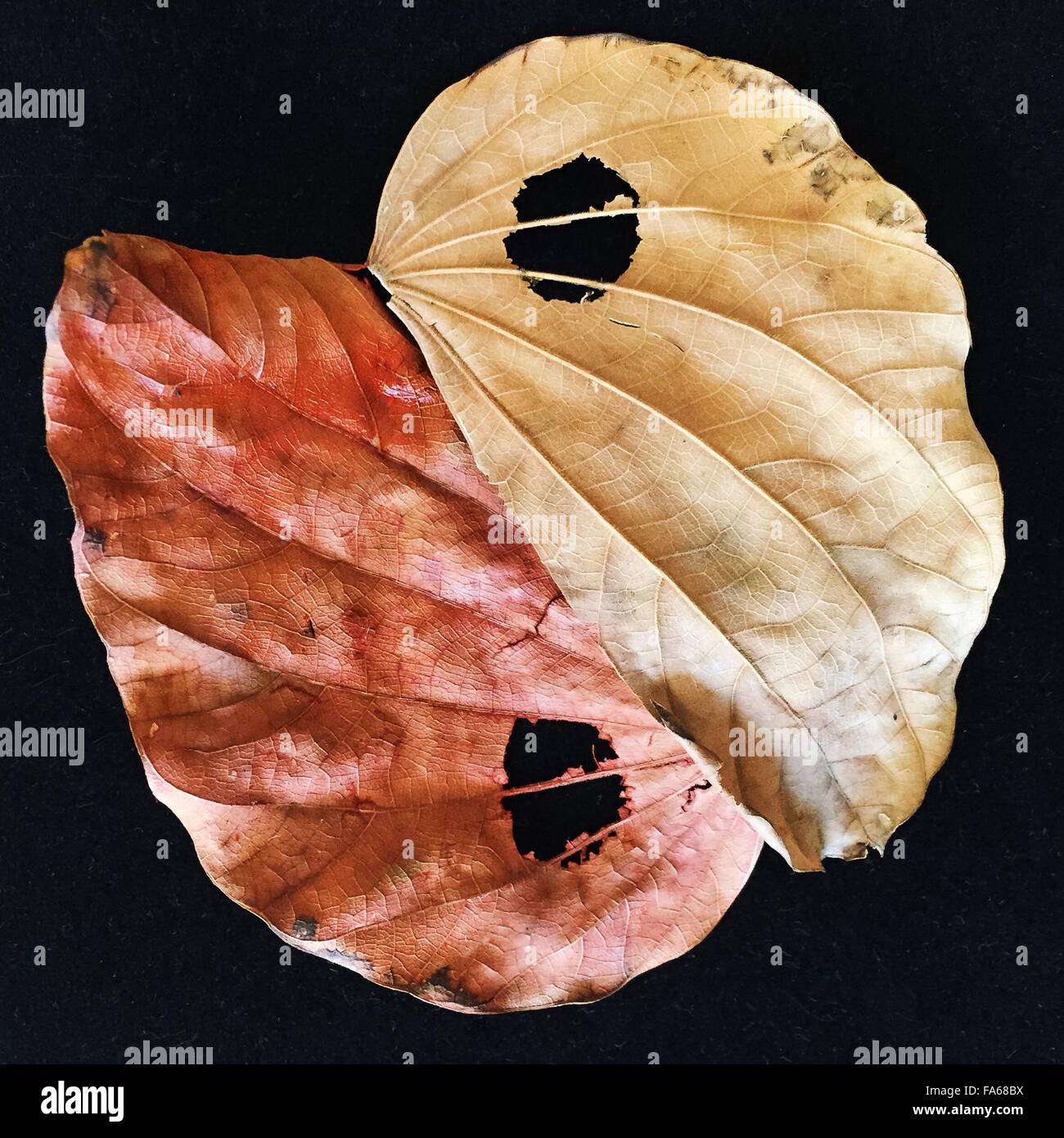 Ying yang symbol hi-res stock photography and images - Alamy