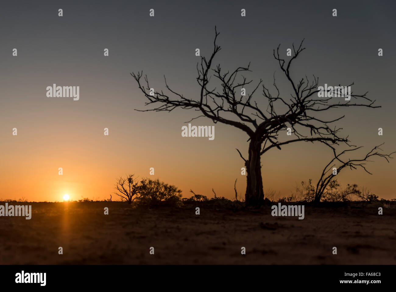 Tree in the Australian Outback Stock Photo - Alamy