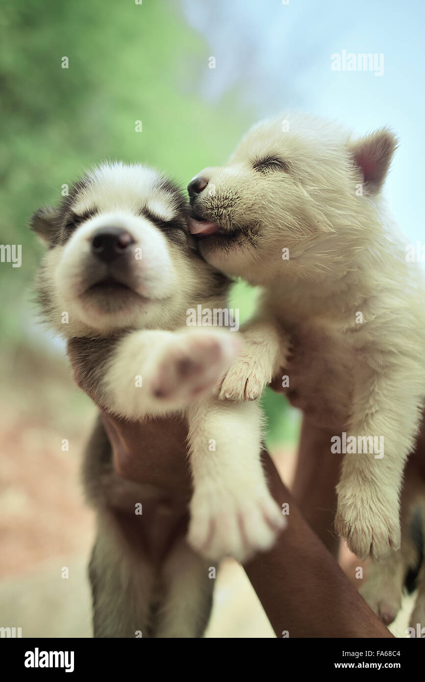 Two siberian husky puppies playing Stock Photo - Alamy