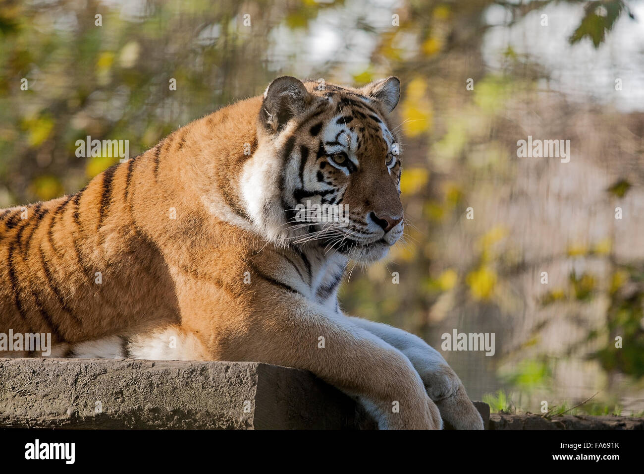 photo portrait of an alert Indian tiger Stock Photo - Alamy