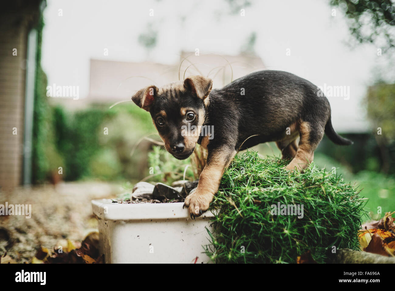 Jack Russell puppy exploring in the garden Stock Photo - Alamy