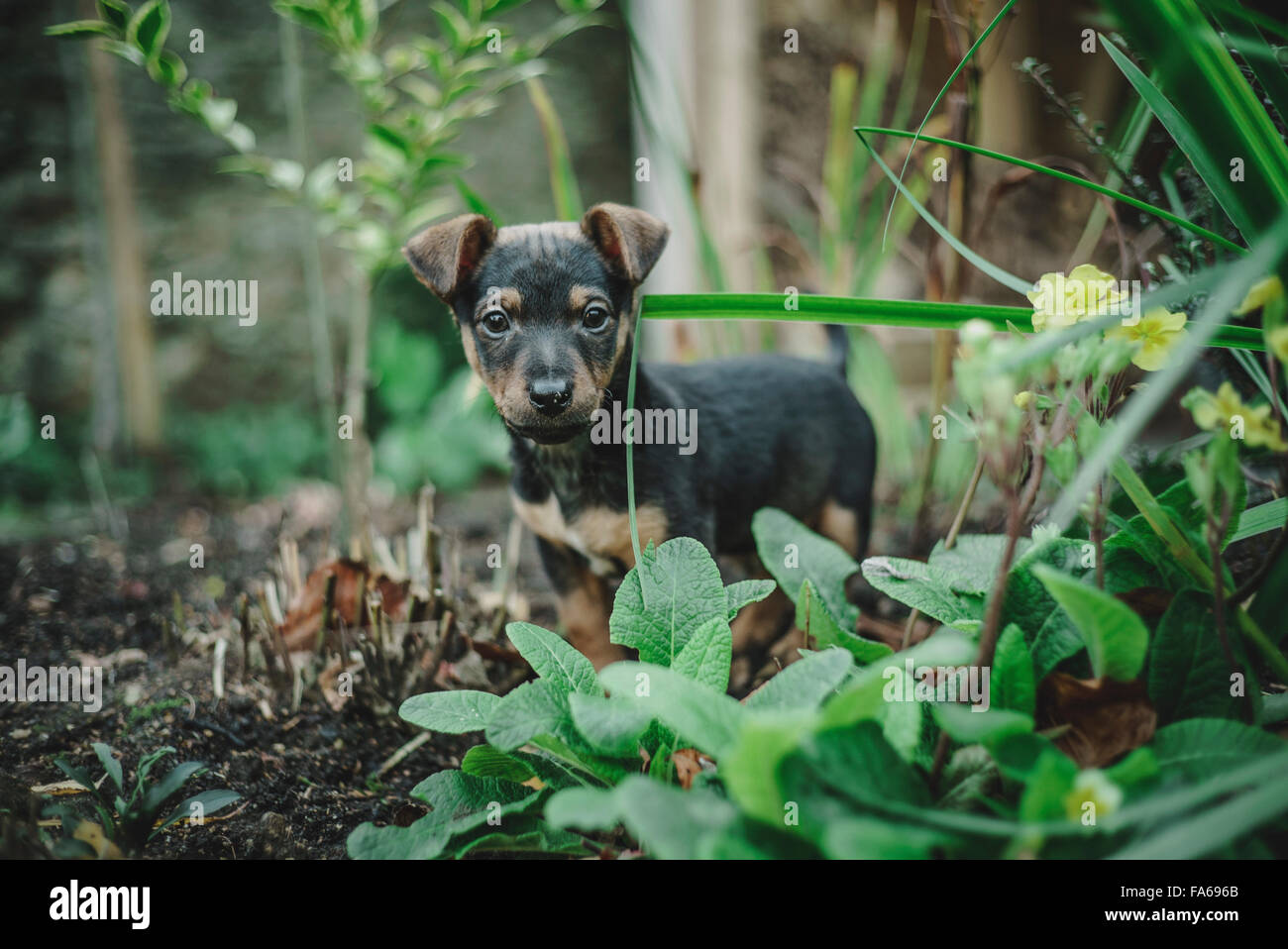 Jack Russell puppy exploring in the garden Stock Photo - Alamy