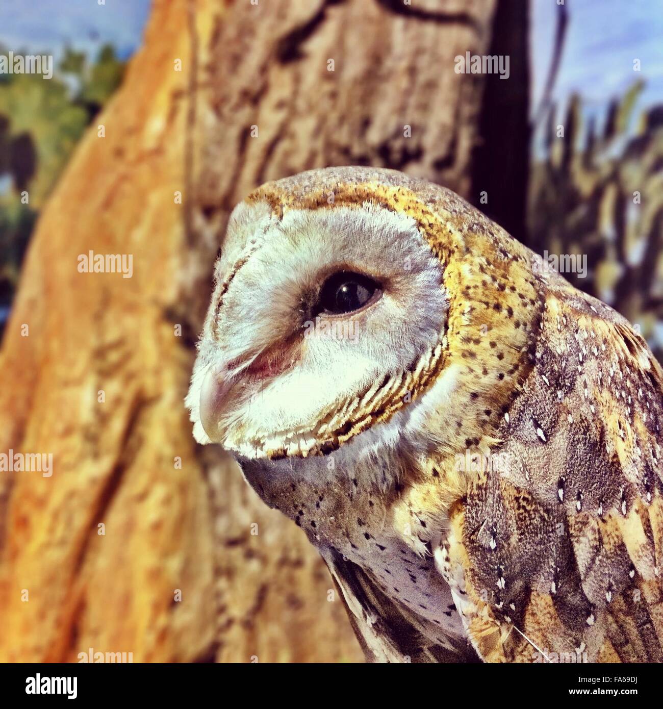 Side view of an owl, East Java, Malaysia Stock Photo - Alamy