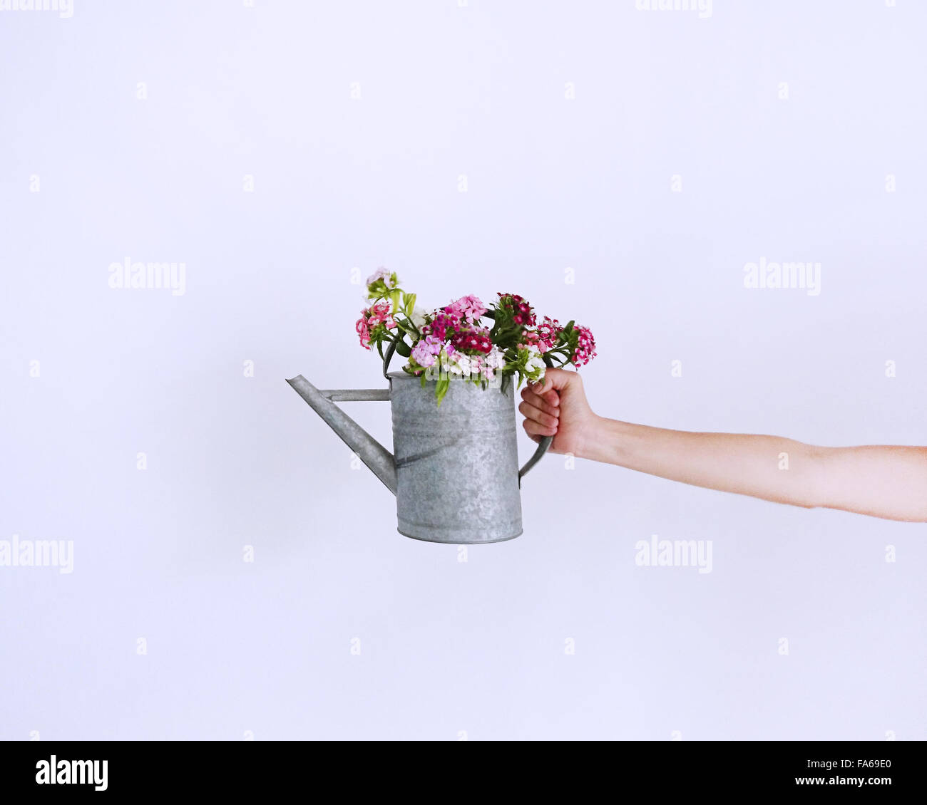 Woman's hand holding Watering can with flowers Stock Photo - Alamy