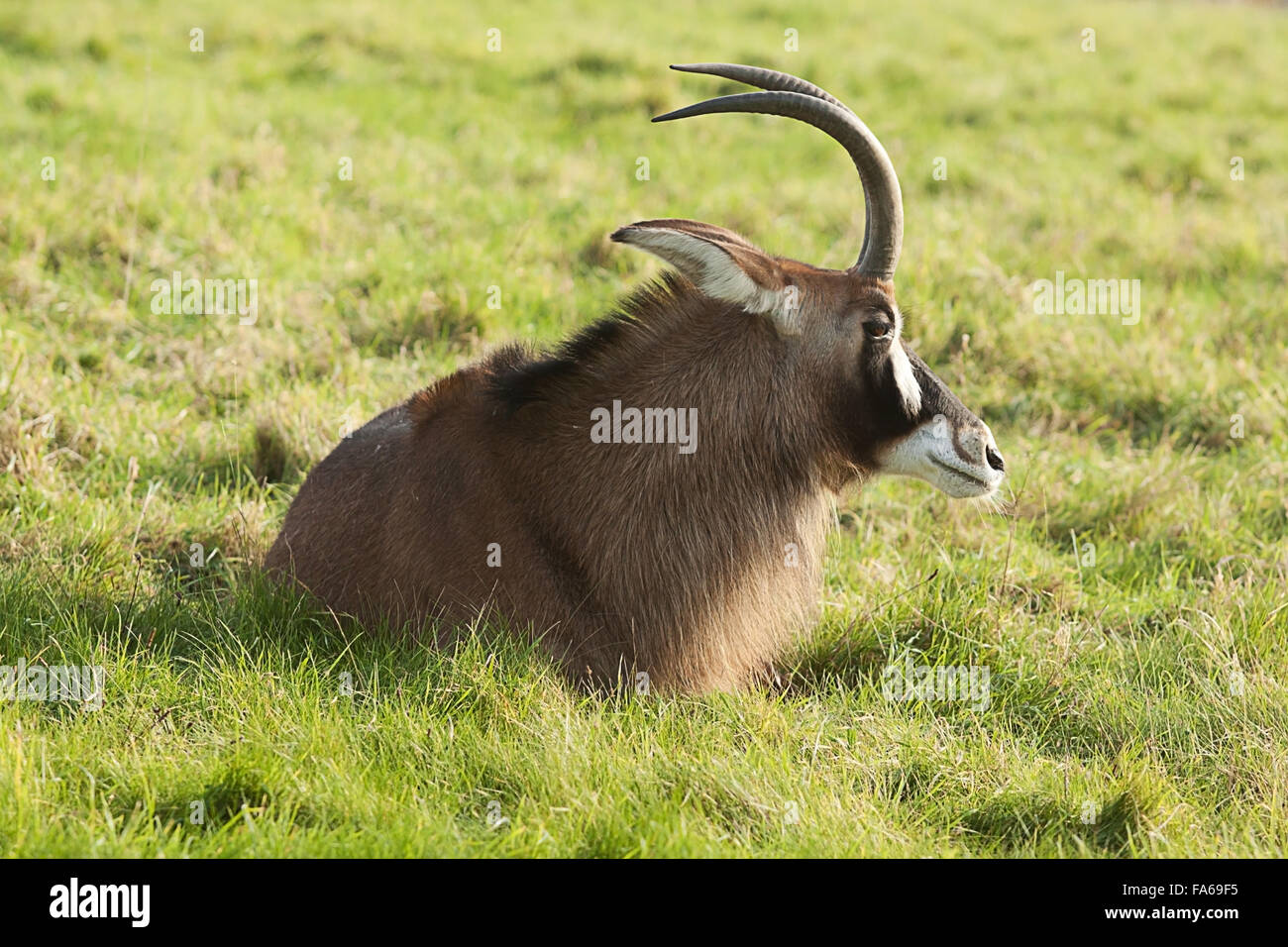 photo of a resting adult Sable antelope Stock Photo - Alamy