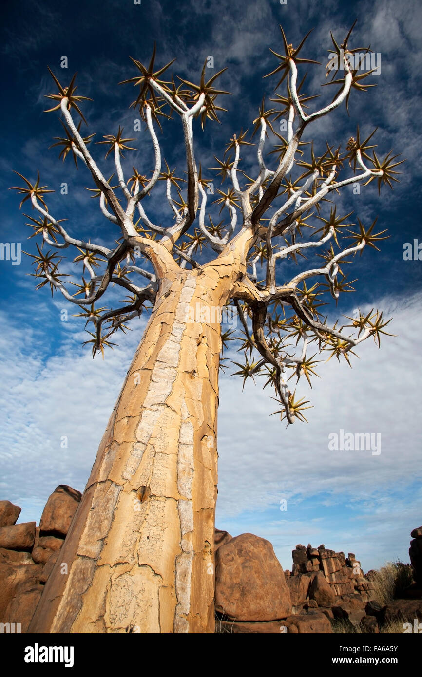 Namibia boulders quiver tree in giants hi-res stock photography and ...
