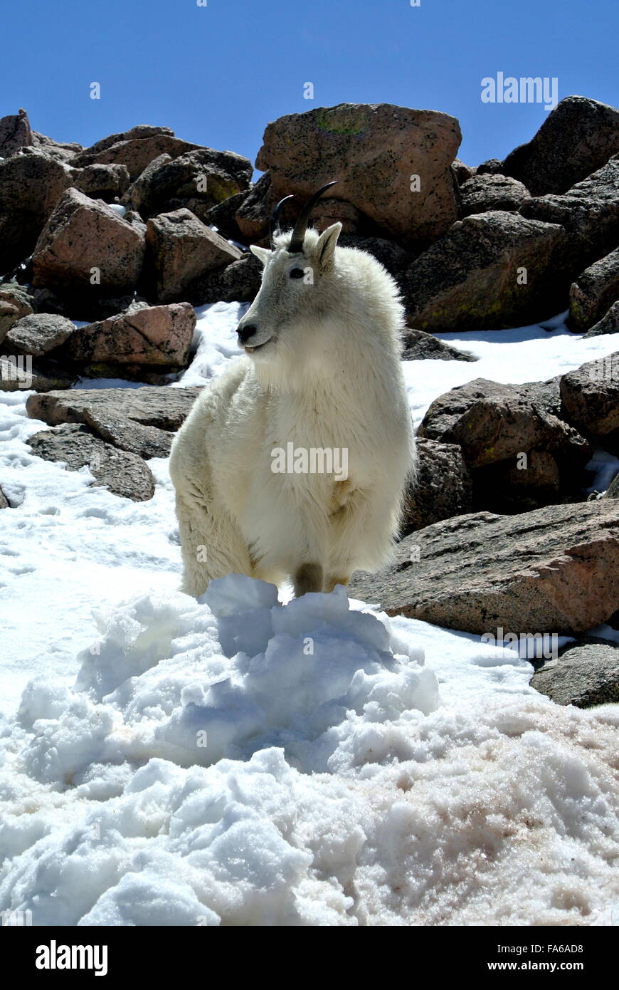 Mountain Goats, Mount Evans, Colorado Stock Photo - Alamy