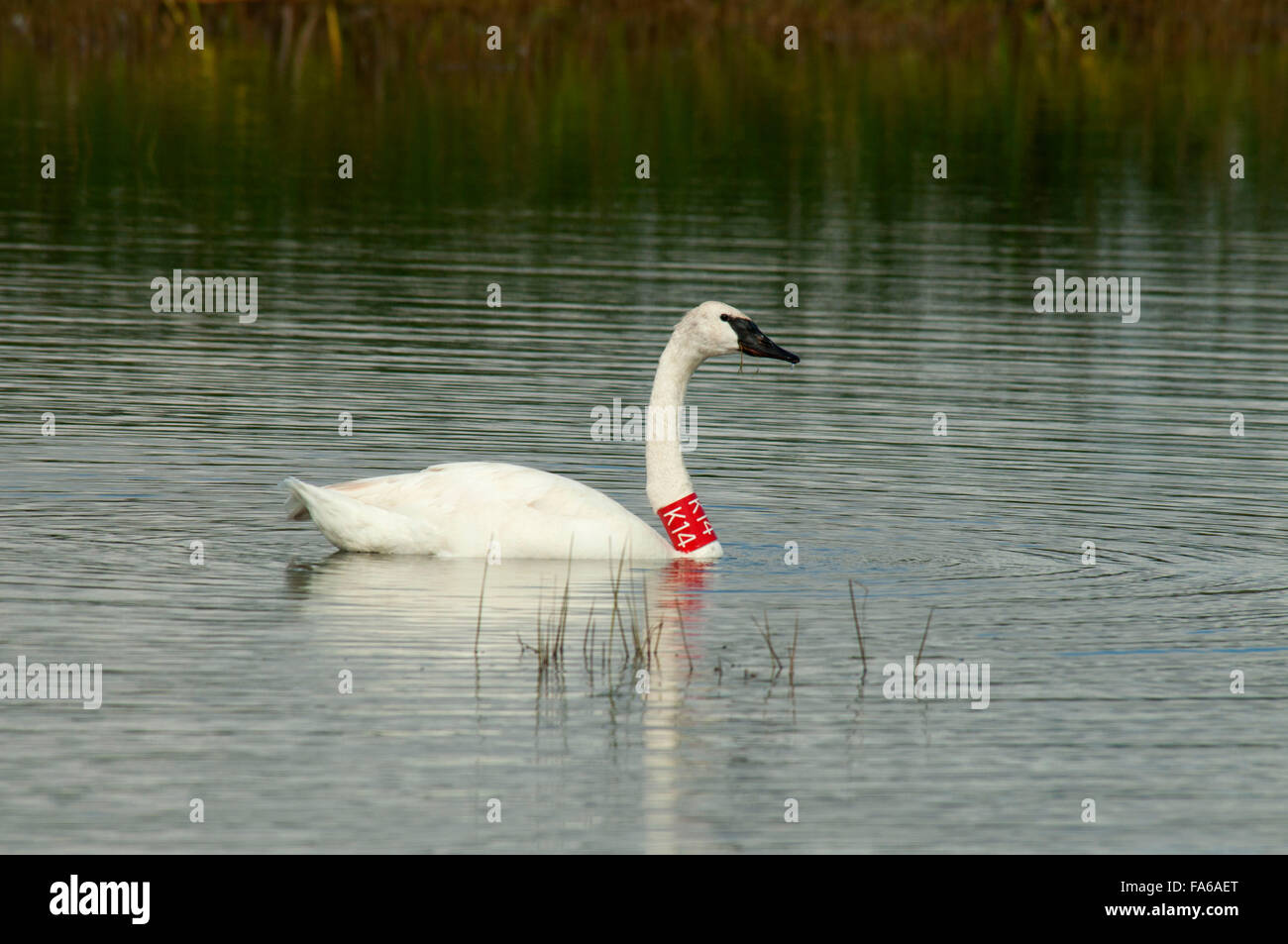 Trumpeter swan, Pablo National Wildlife Refuge, Montana Stock Photo - Alamy
