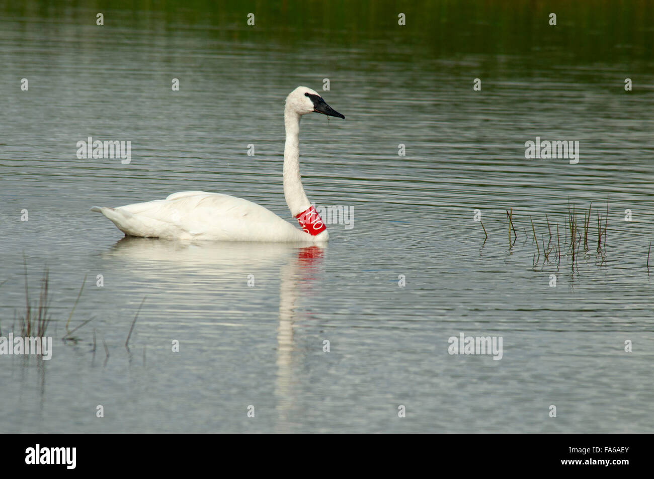 Trumpeter swan, Pablo National Wildlife Refuge, Montana Stock Photo - Alamy