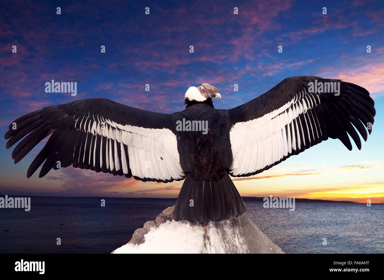 Andean condor on rock against sunset sky background Stock Photo - Alamy