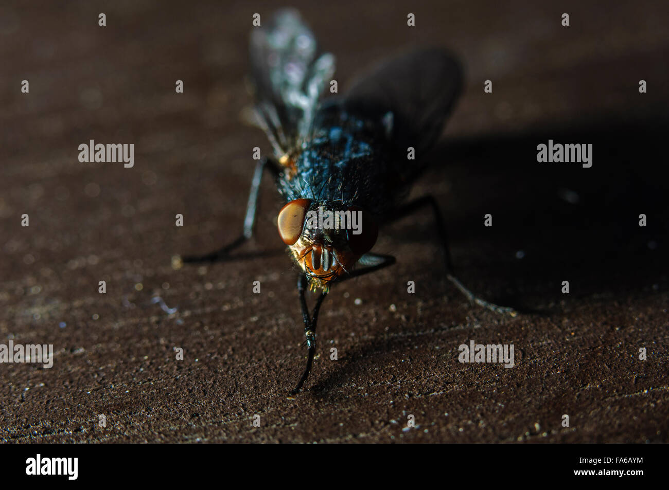 Macro image of a house fly on a brown surface and in partial shadow ...